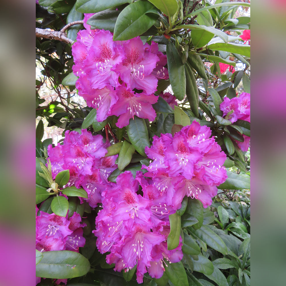 Featured Products – Tablelands Nurseries Online
