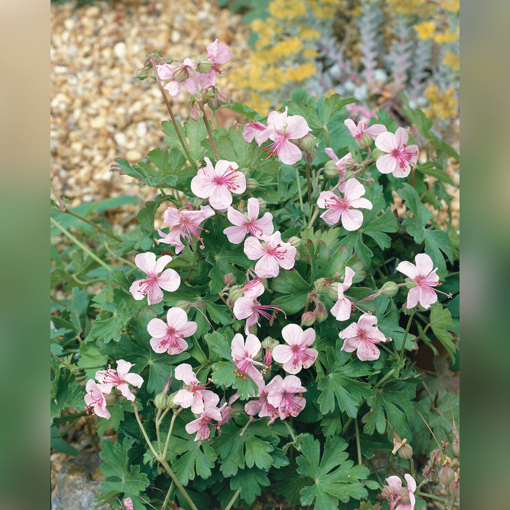 Geranium Range – Tablelands Nurseries Online