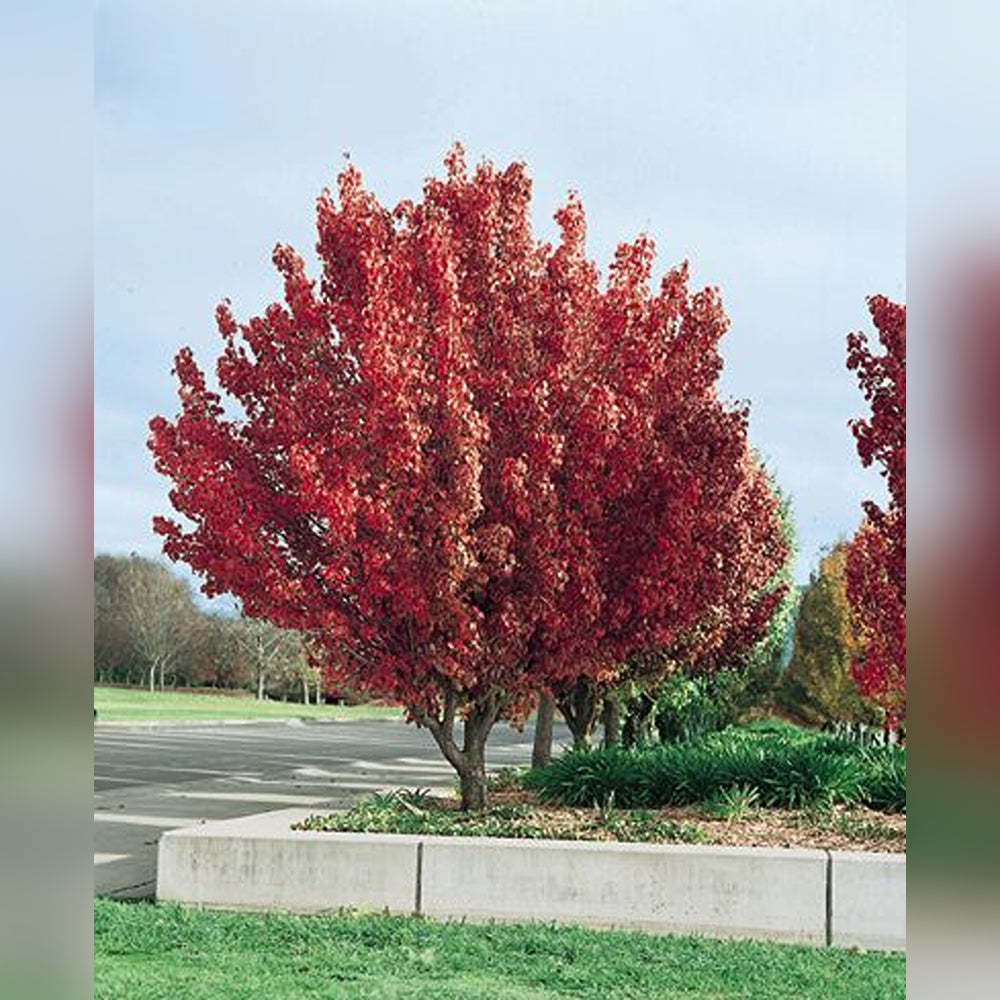 70mm Trees – Tablelands Nurseries Online