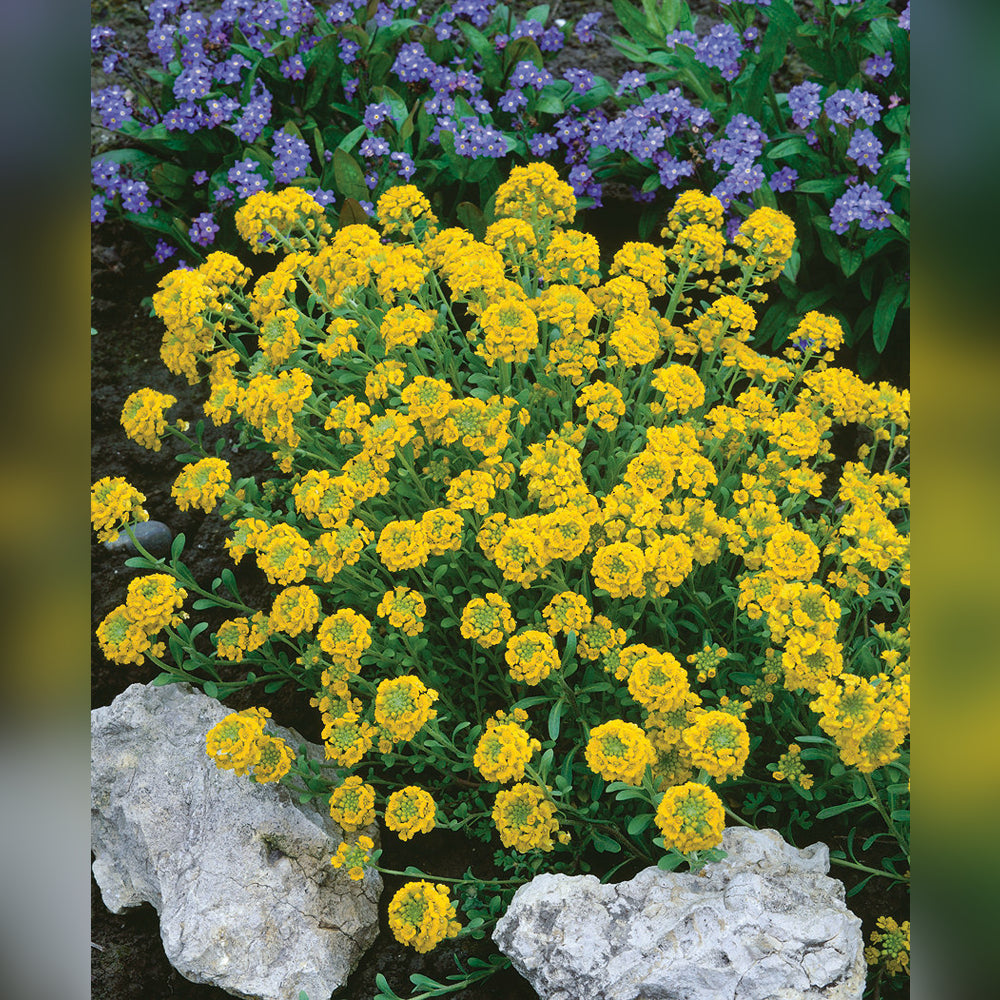 Alyssum saxatile compactum – Tablelands Nurseries Online