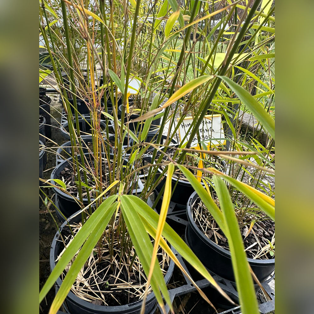 Clumping Bamboo – Tablelands Nurseries Online