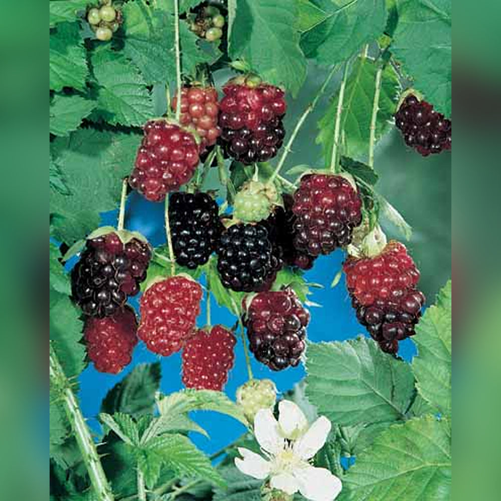 Boysenberry – Tablelands Nurseries Online