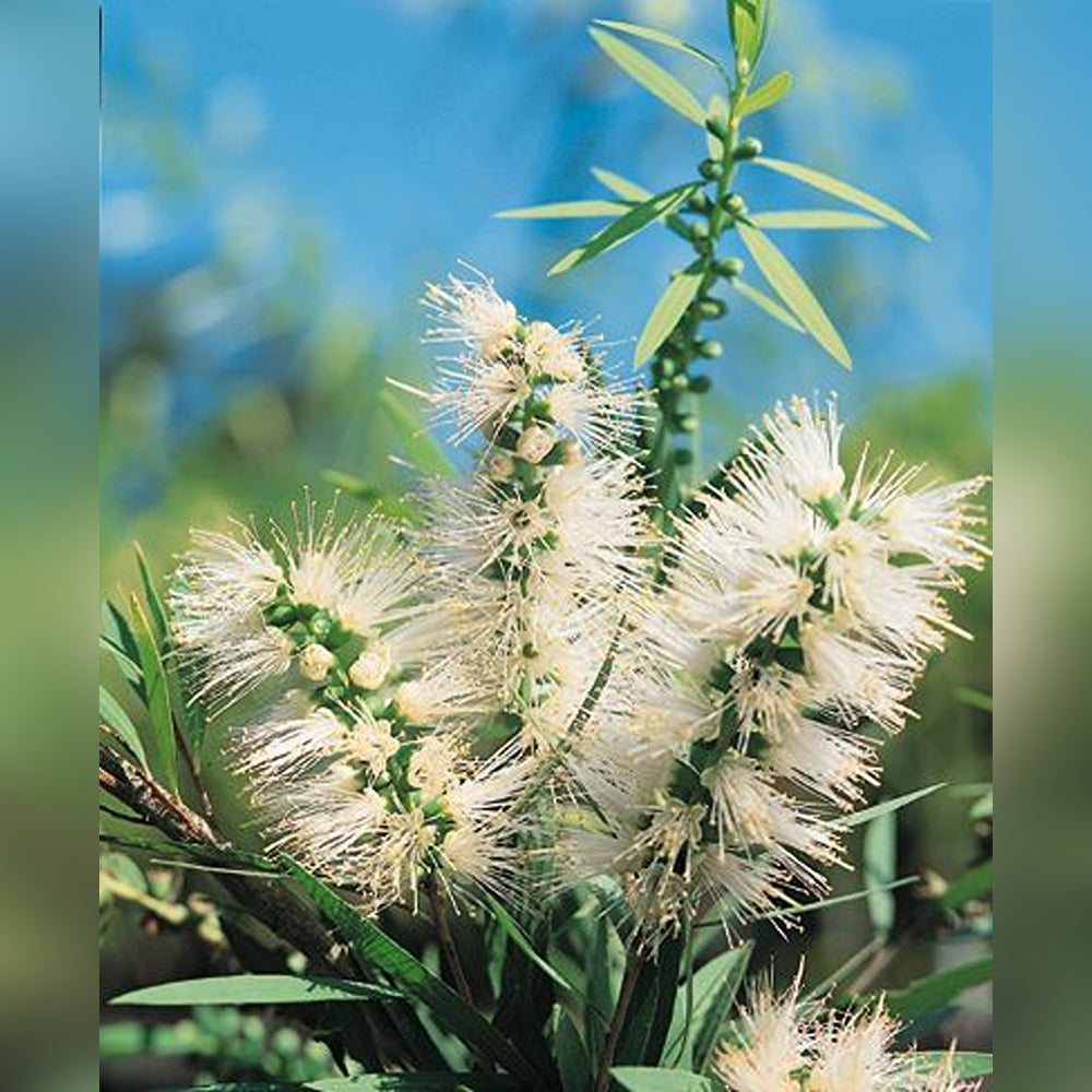 Callistemon (5 Varieties Available) – Tablelands Nurseries Online