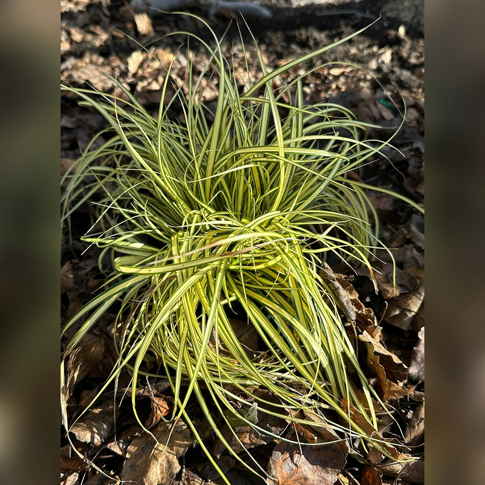 Carex morrowii Variegata – Tablelands Nurseries Online