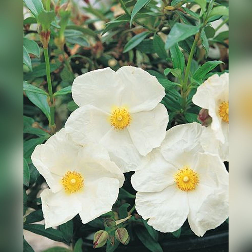 Cistus X cyprius (Elma) – Tablelands Nurseries Online