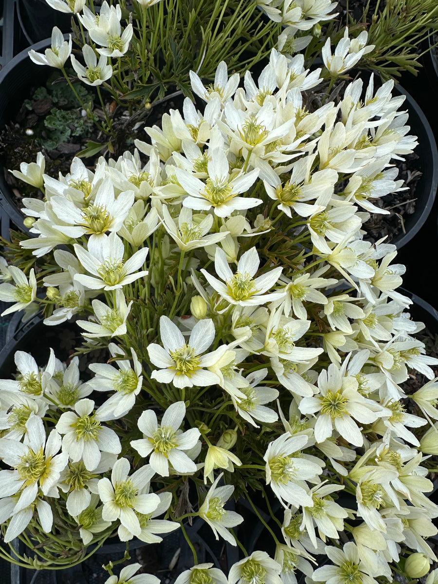 Clematis petriei x marmoraria Perfection – Tablelands Nurseries Online