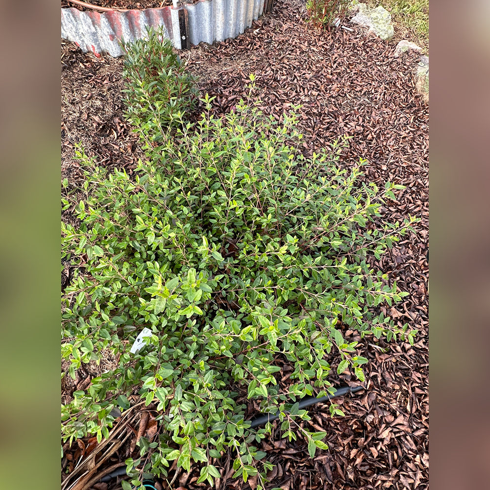 Correa 'dusky bells' – Tablelands Nurseries Online