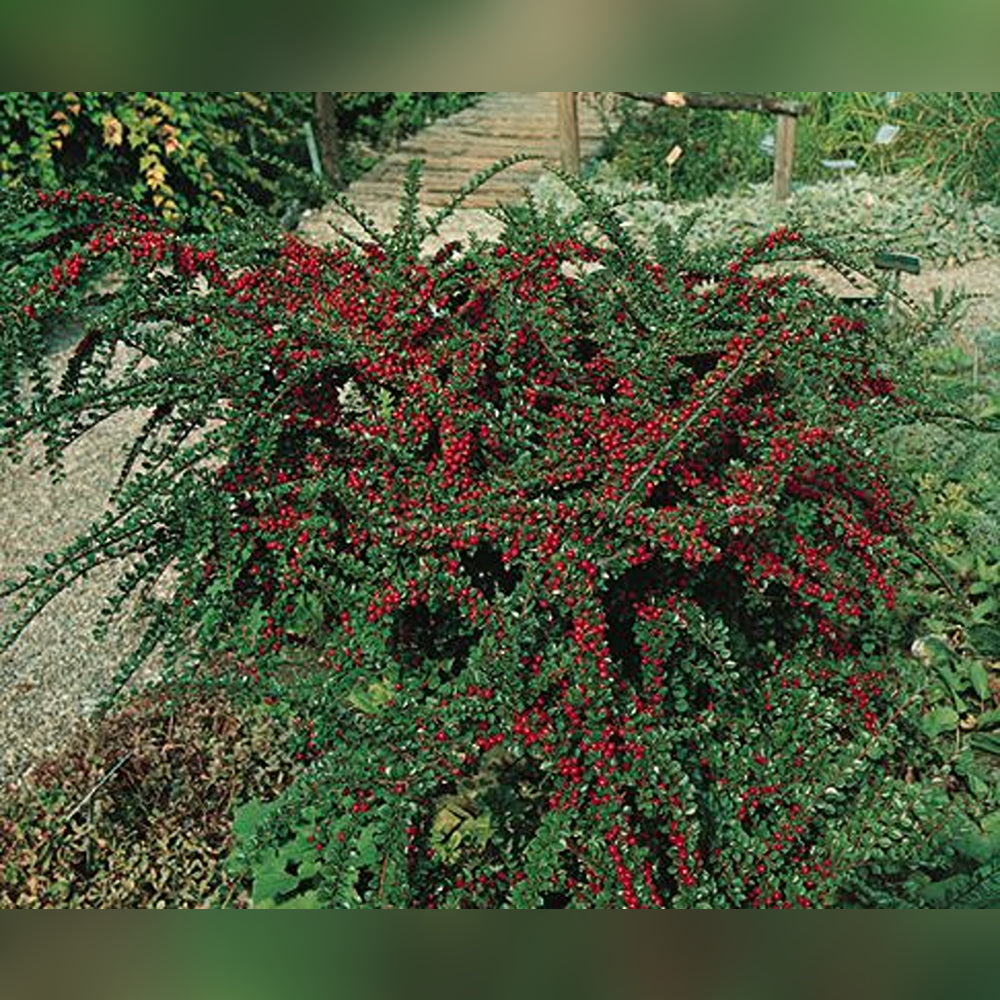 Cotoneaster (2 Varieties Available) – Tablelands Nurseries Online