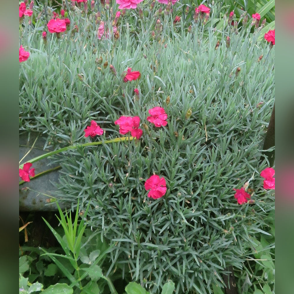 Dianthus (4 Varieties Available) – Tablelands Nurseries Online