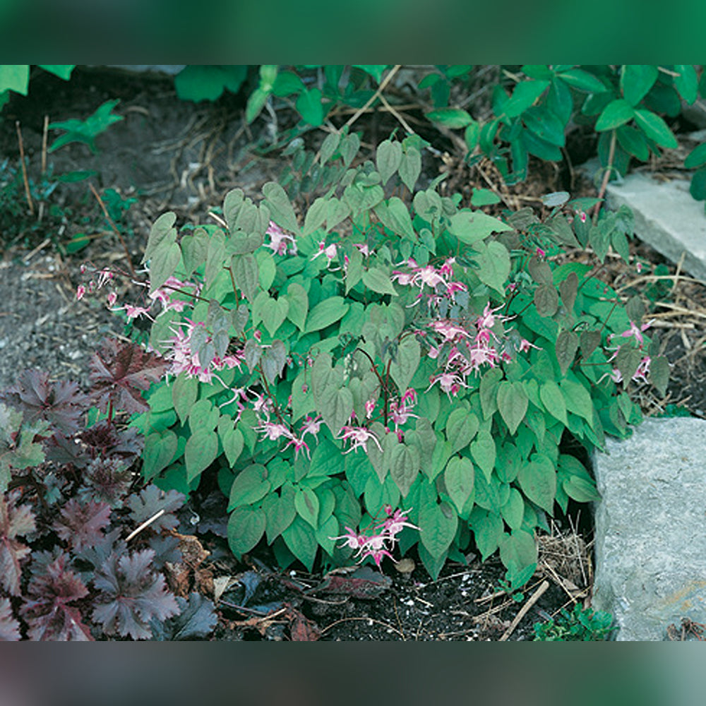 Epimedium spp. (5 Varieties Available) – Tablelands Nurseries Online