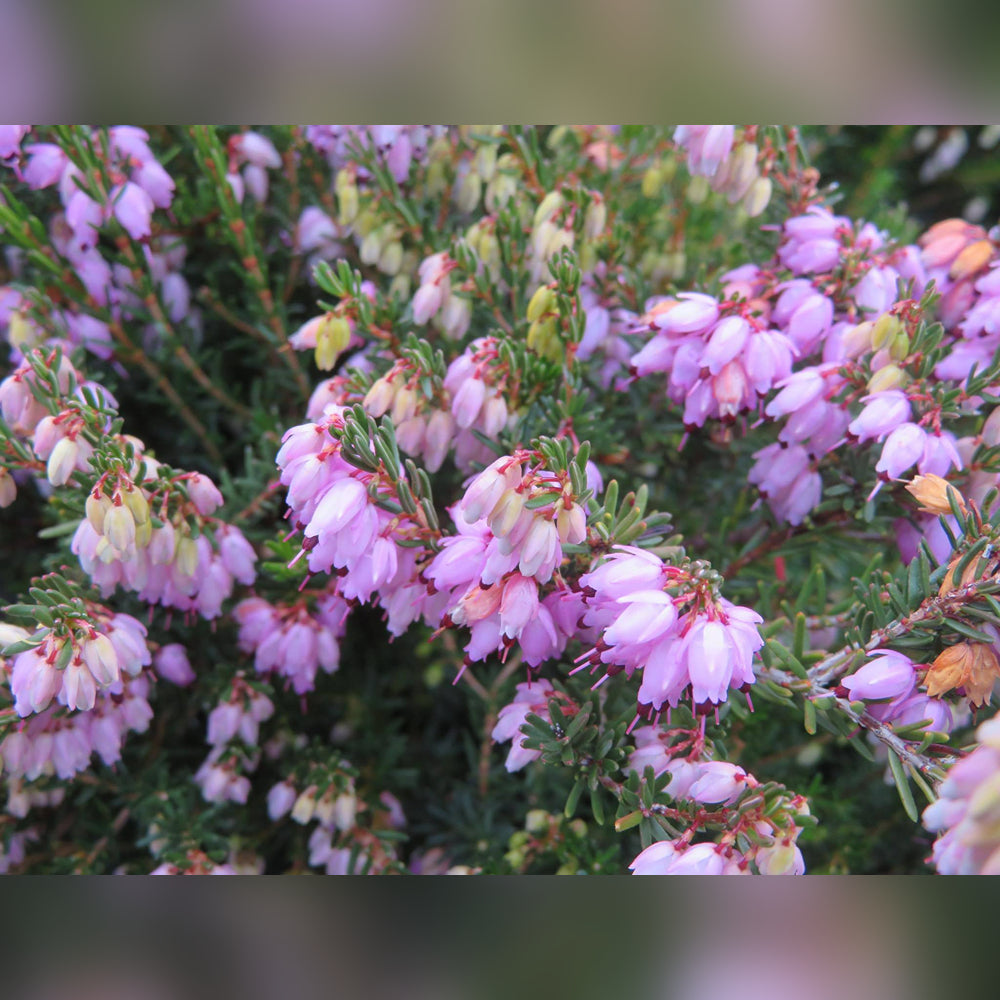 Erica carnea (2 Varieties Available) – Tablelands Nurseries Online
