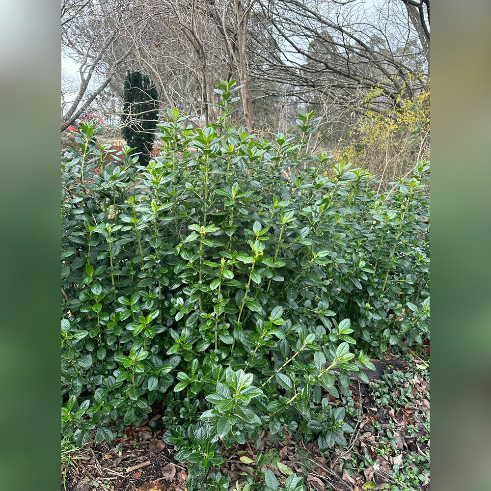 Escallonia (5 Varieties Available) – Tablelands Nurseries Online