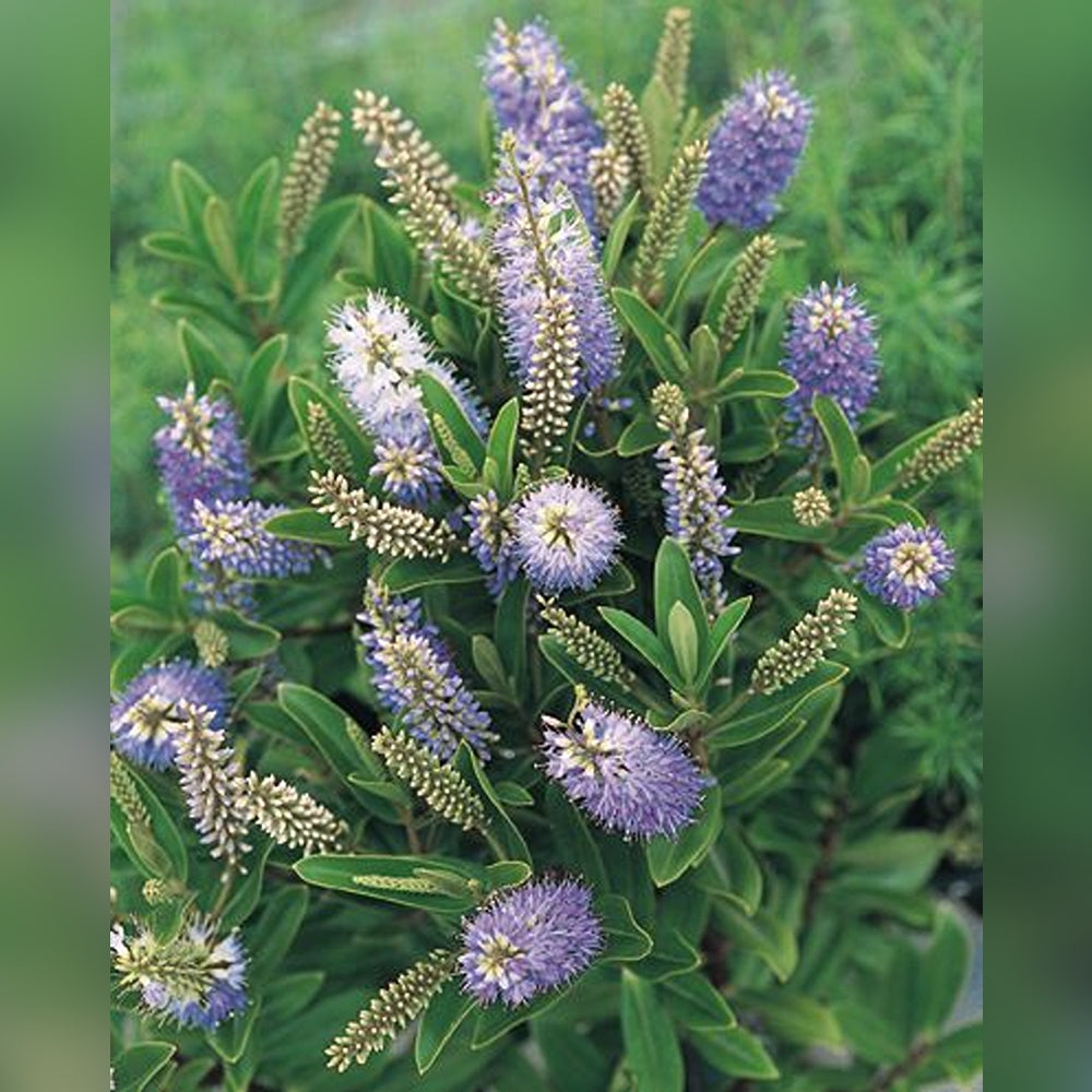 Hebe (5 Varieties Available) – Tablelands Nurseries Online