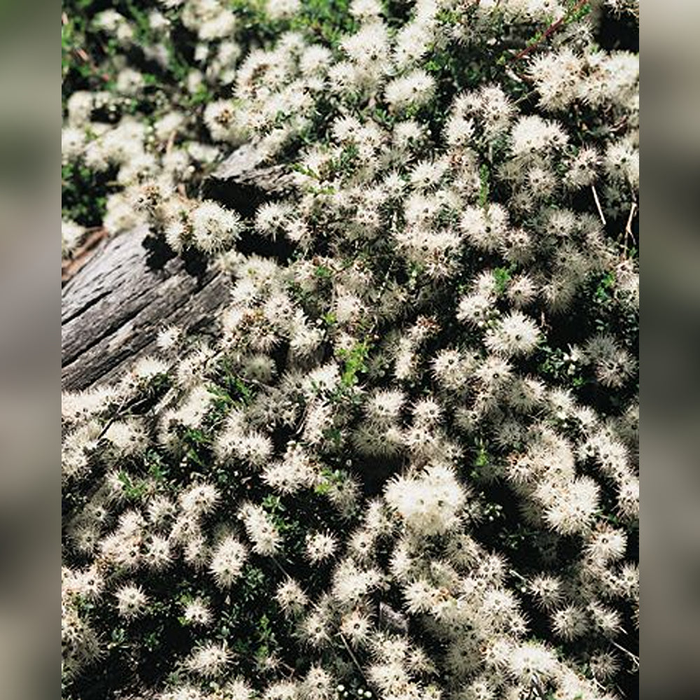 Kunzea Badja Carpet – Tablelands Nurseries Online