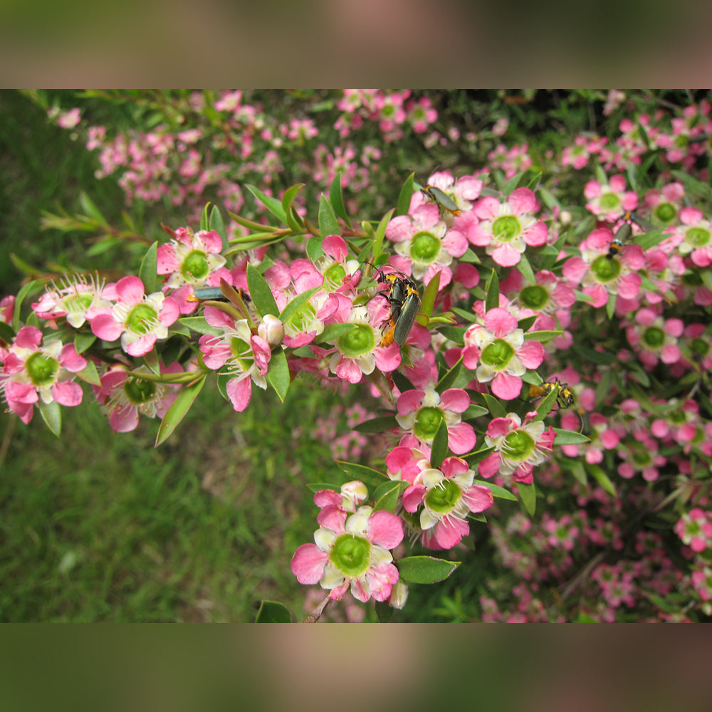 Leptospermum (8 Varieties Available) – Tablelands Nurseries Online