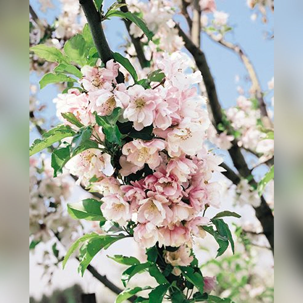 Malus spectabilis (Flowering Crabapple) – Tablelands Nurseries Online
