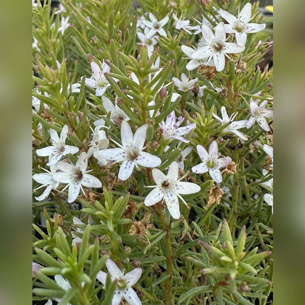 Myoporum (2 Varieties Available) – Tablelands Nurseries Online