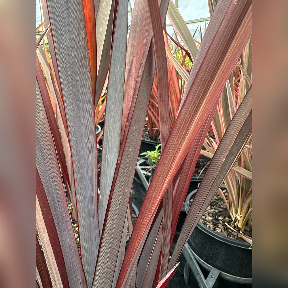 Flax (Phormium) (9 varieties Available) – Tablelands Nurseries Online