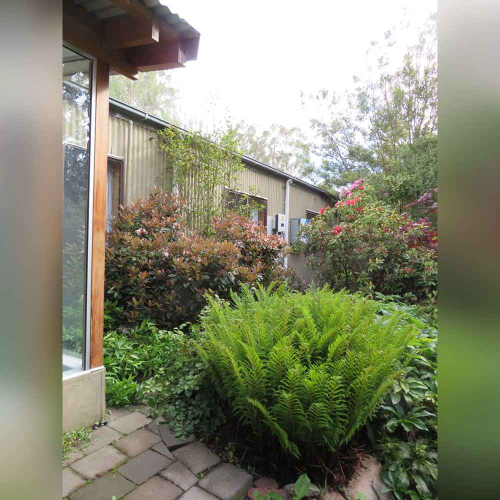 Polystichum proliferum (Mother Shield Plant) – Tablelands Nurseries Online