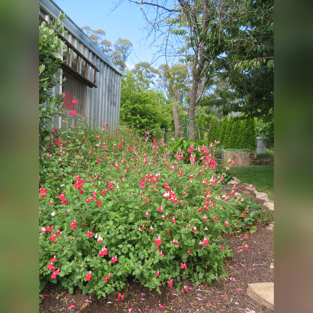 Salvia microphylla (8 Varieties Available) – Tablelands Nurseries Online