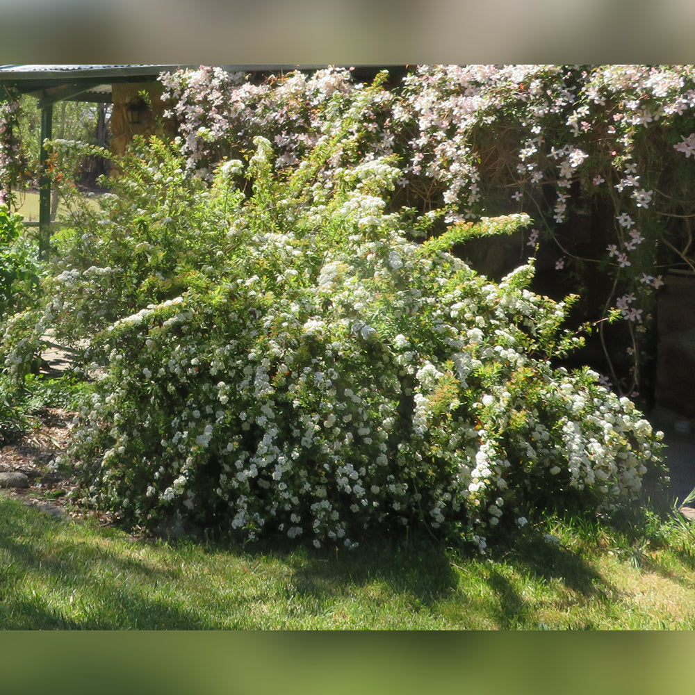 Spiraea cantoniensis (2 Varieties Available) – Tablelands Nurseries Online