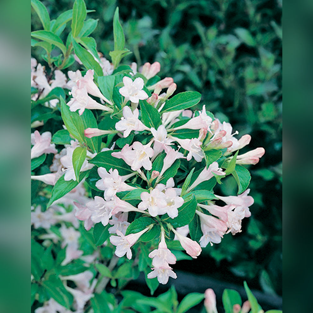 Weigela (3 Varieties) – Tablelands Nurseries Online