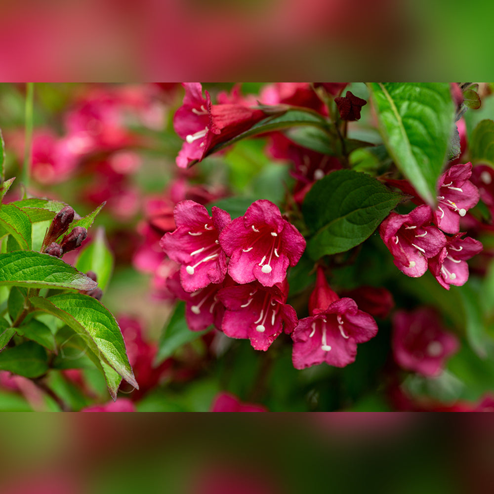 Weigela (3 Varieties) – Tablelands Nurseries Online