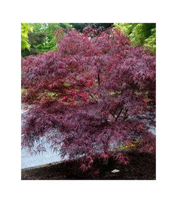 Grafted Japanese Maples – Tablelands Nurseries Online