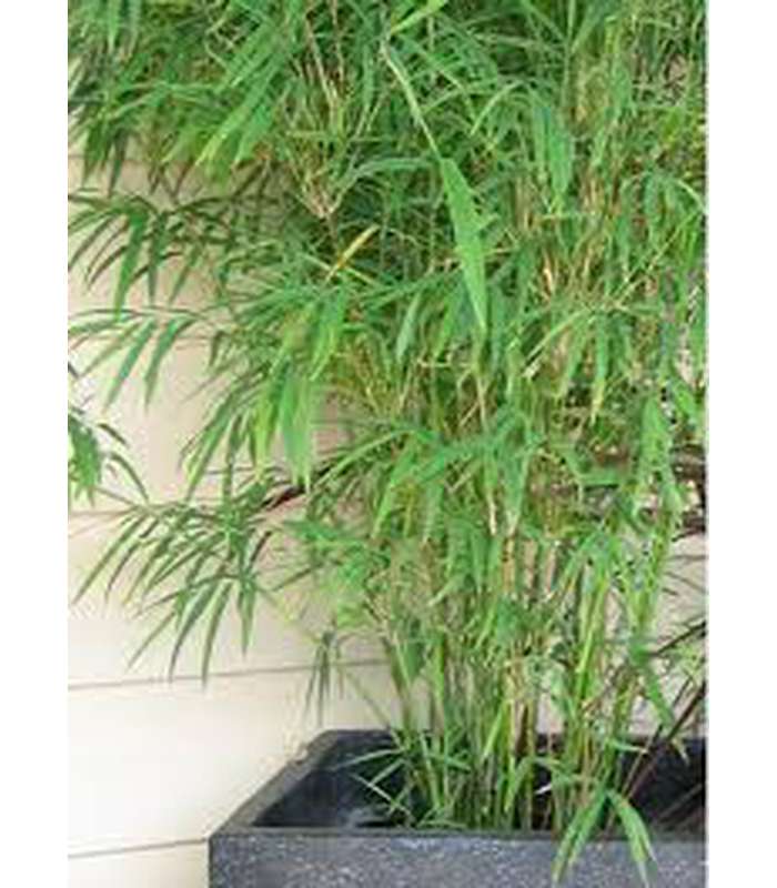 Clumping Bamboo – Tablelands Nurseries Online