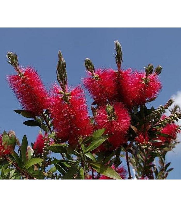 Callistemon (5 Varieties Available) – Tablelands Nurseries Online