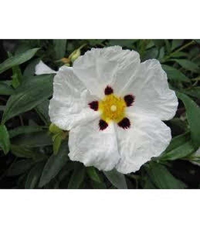 Cistus x purpureus (Alan Fradd) – Tablelands Nurseries Online