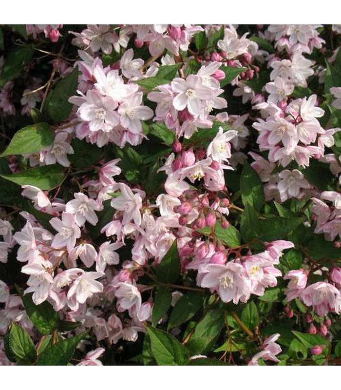 Deutzia (6 Varieties Available) – Tablelands Nurseries Online