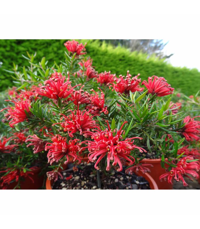 Grevillea 'New Blood' – Tablelands Nurseries Online