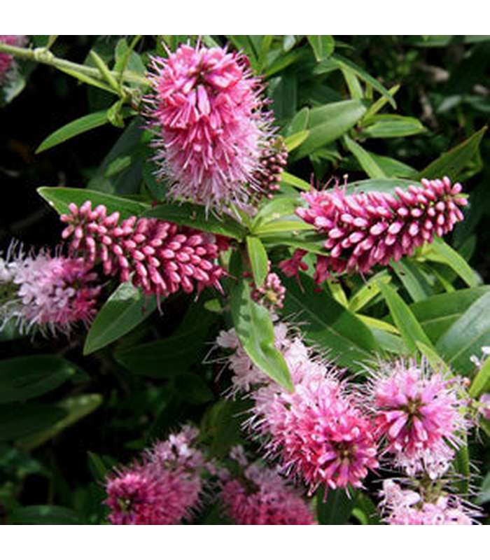 Hebe (5 Varieties Available) – Tablelands Nurseries Online