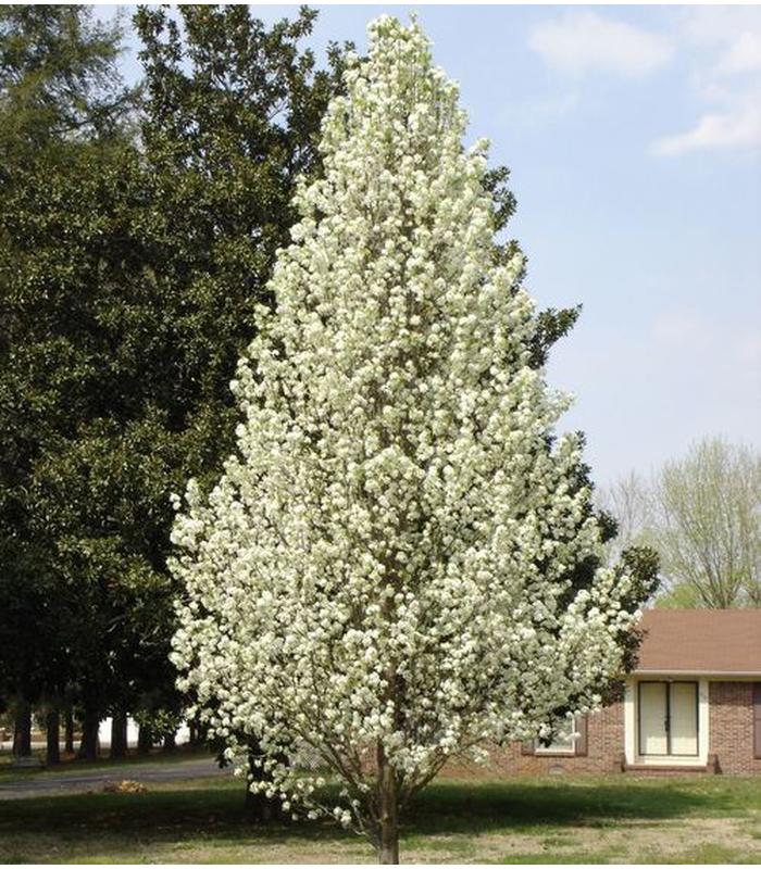 Pyrus Capital – Tablelands Nurseries Online