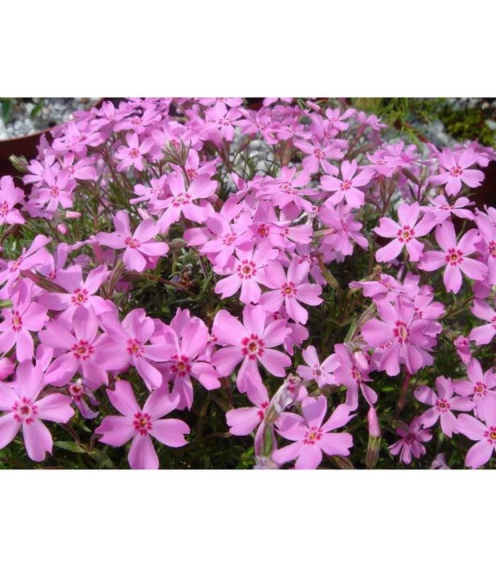 Alpine Phlox (5 Varieties Available) - Buy Plants Online – Tablelands ...