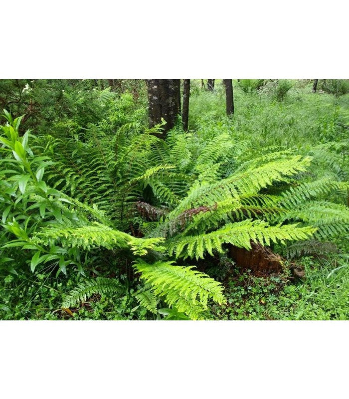 Polystichum proliferum (Mother Shield Plant) – Tablelands Nurseries Online