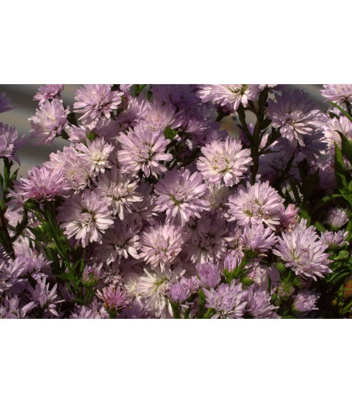 Aster (3 Varieties Available) – Tablelands Nurseries Online