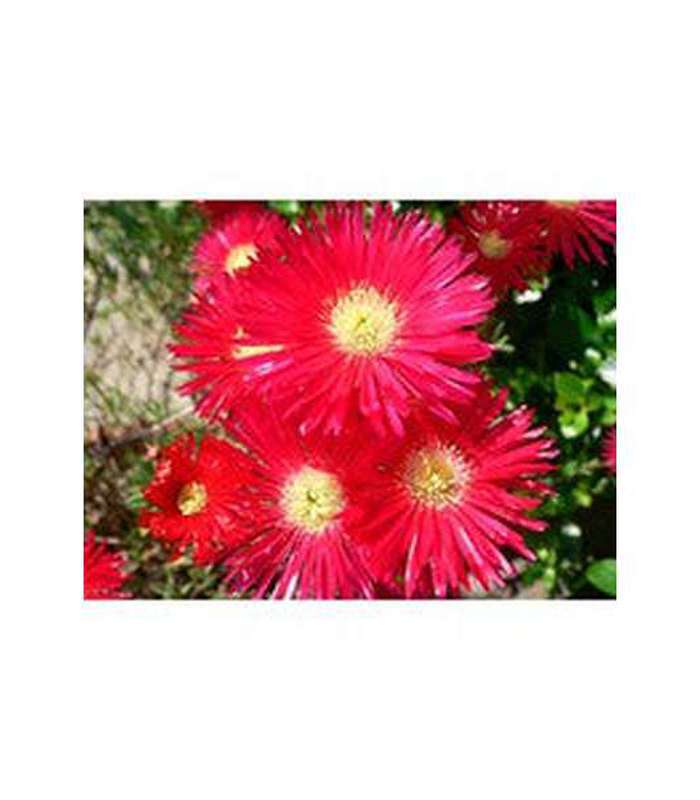 Pigface (4 Varieties Available) – Tablelands Nurseries Online